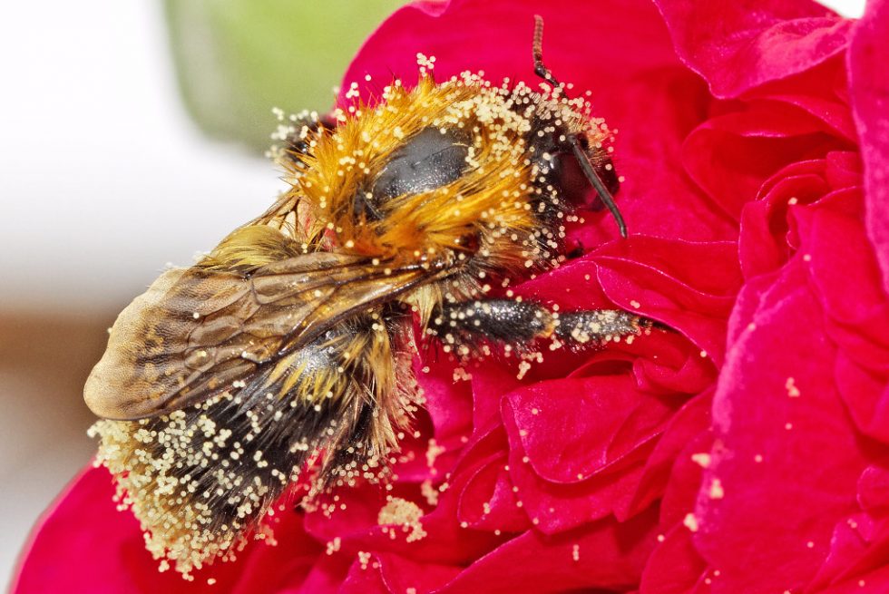 Polen de abeja: Beneficios y efectos secundarios » Miel de Abeja